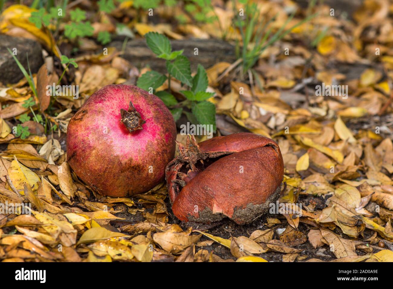 Rotting fruit under tree hi-res stock photography and images - Alamy