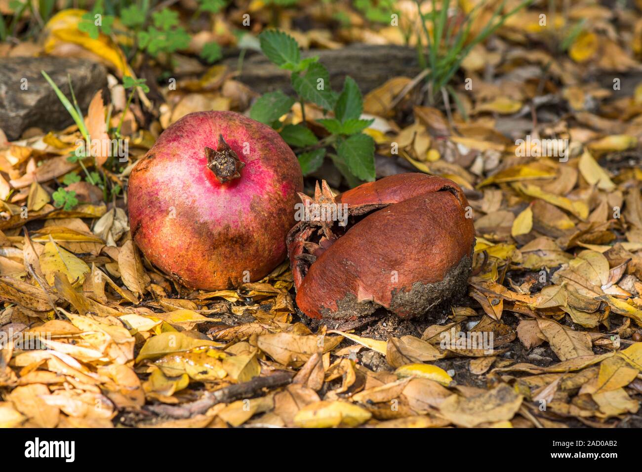 Pomegranate tree ornamental hi-res stock photography and images - Alamy