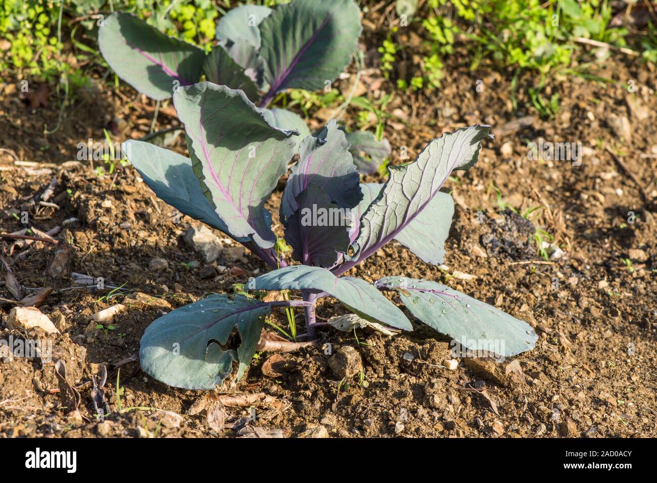 Red cabbage growing hi-res stock photography and images - Alamy