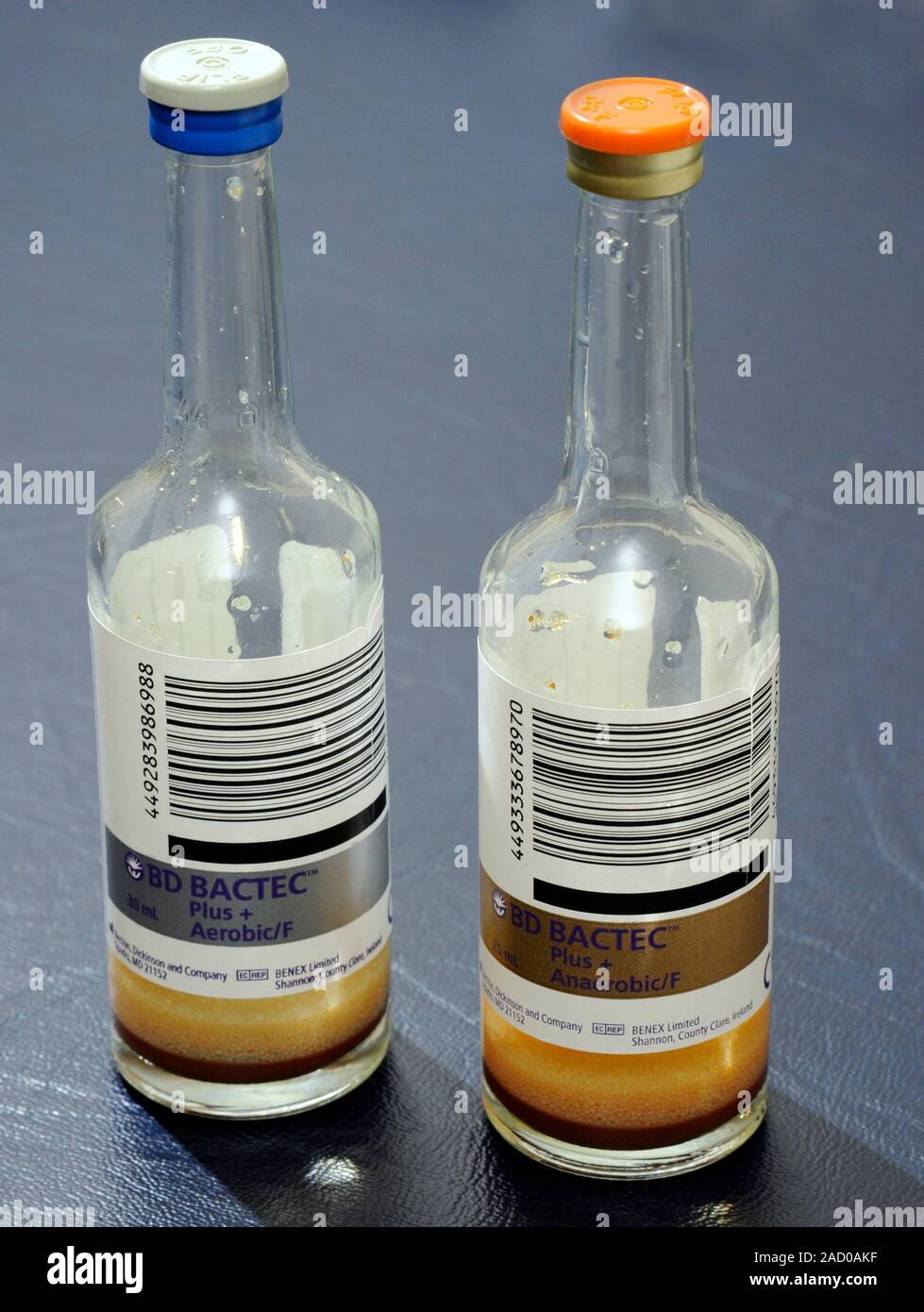 Blood bacteria cultures. Bottles containing bacteria cultured from ...