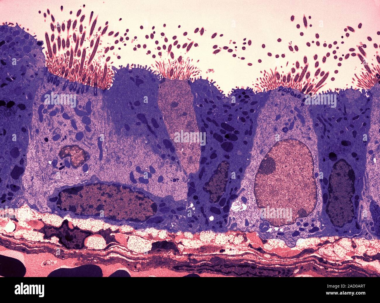Respiratory epithelium. Transmission electron micrograph (TEM) of a ...
