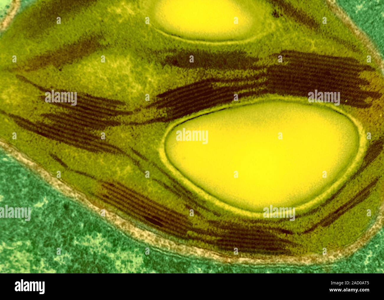 Chloroplast. Transmission electron micrograph (TEM) of a section ...