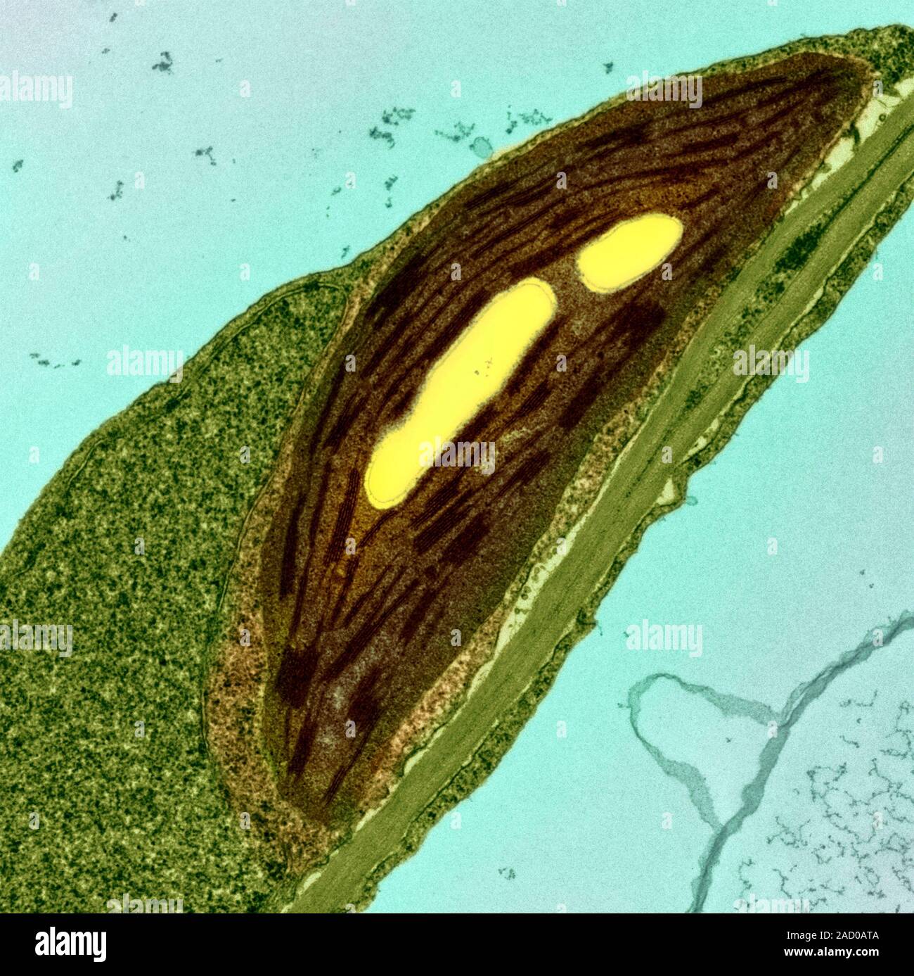 Chloroplasts. Transmission electron micrograph (TEM) of a section ...