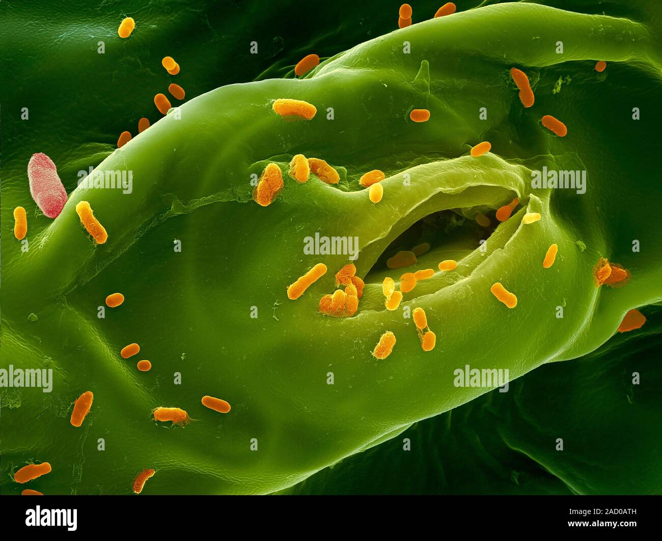 Fungus on leaf. Coloured scanning electron micrograph of fungus cells ...