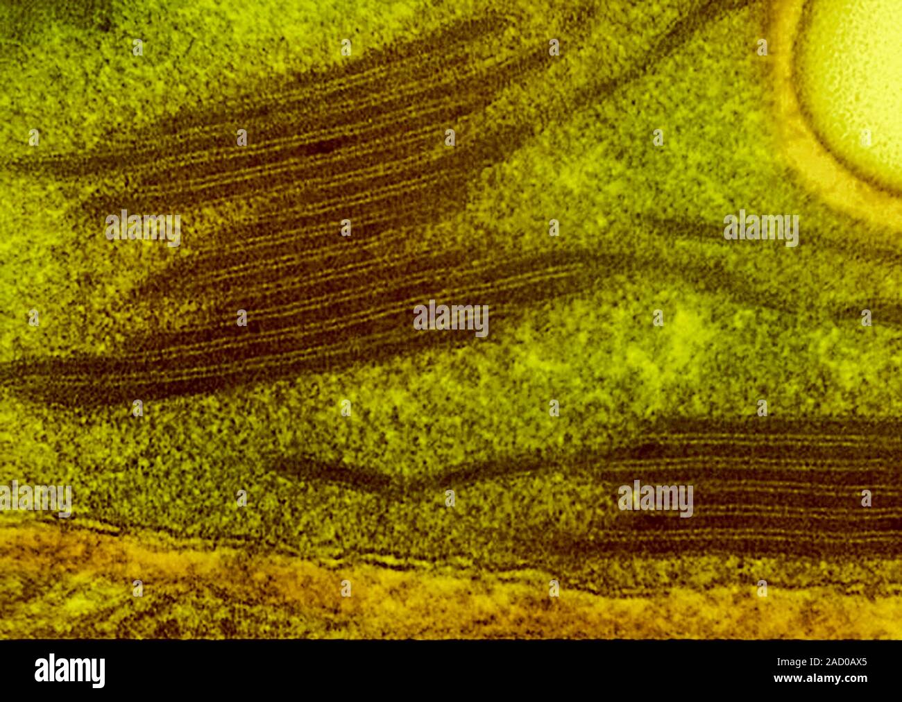 Chloroplast thylakoids. Transmission electron micrograph (TEM) of a ...