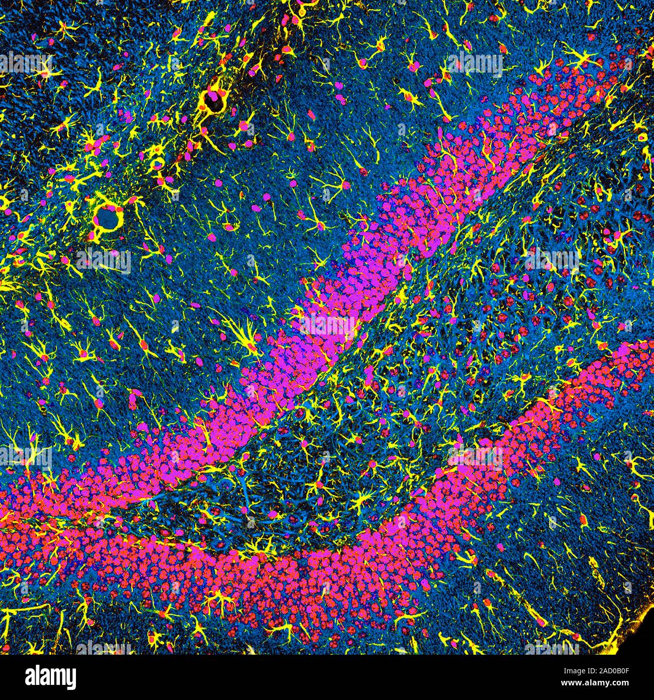 Brain cells. Fluorescence light micrograph of a section through brain ...