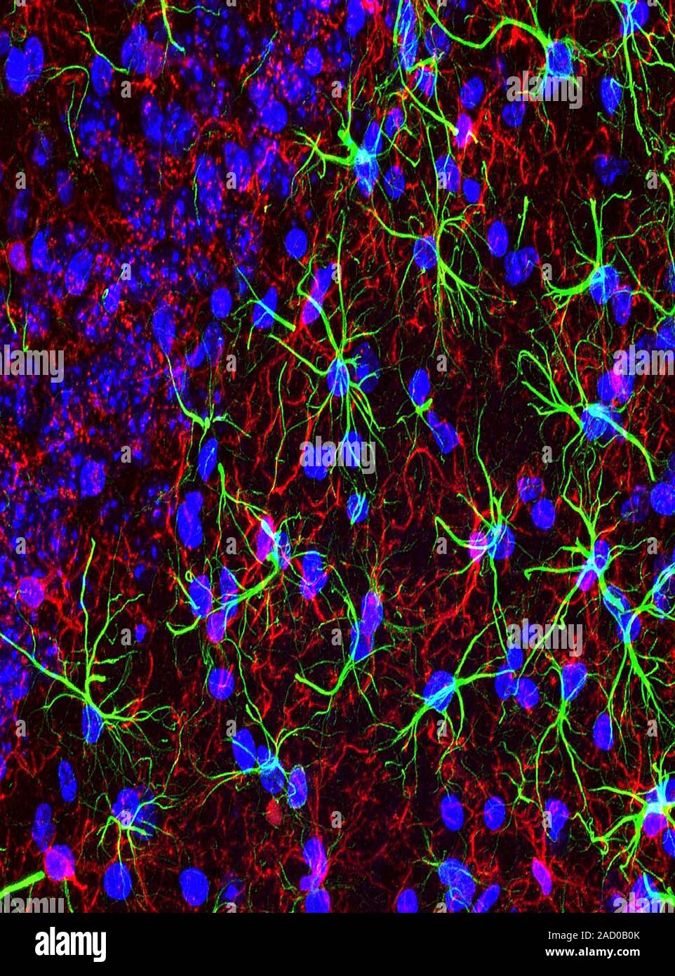 Brain cells. Fluorescence light micrograph of a section through brain ...