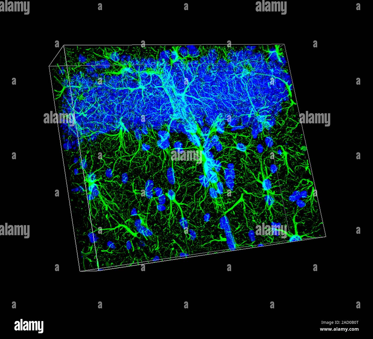 Brain cells. Fluorescence light micrograph of a section through brain ...