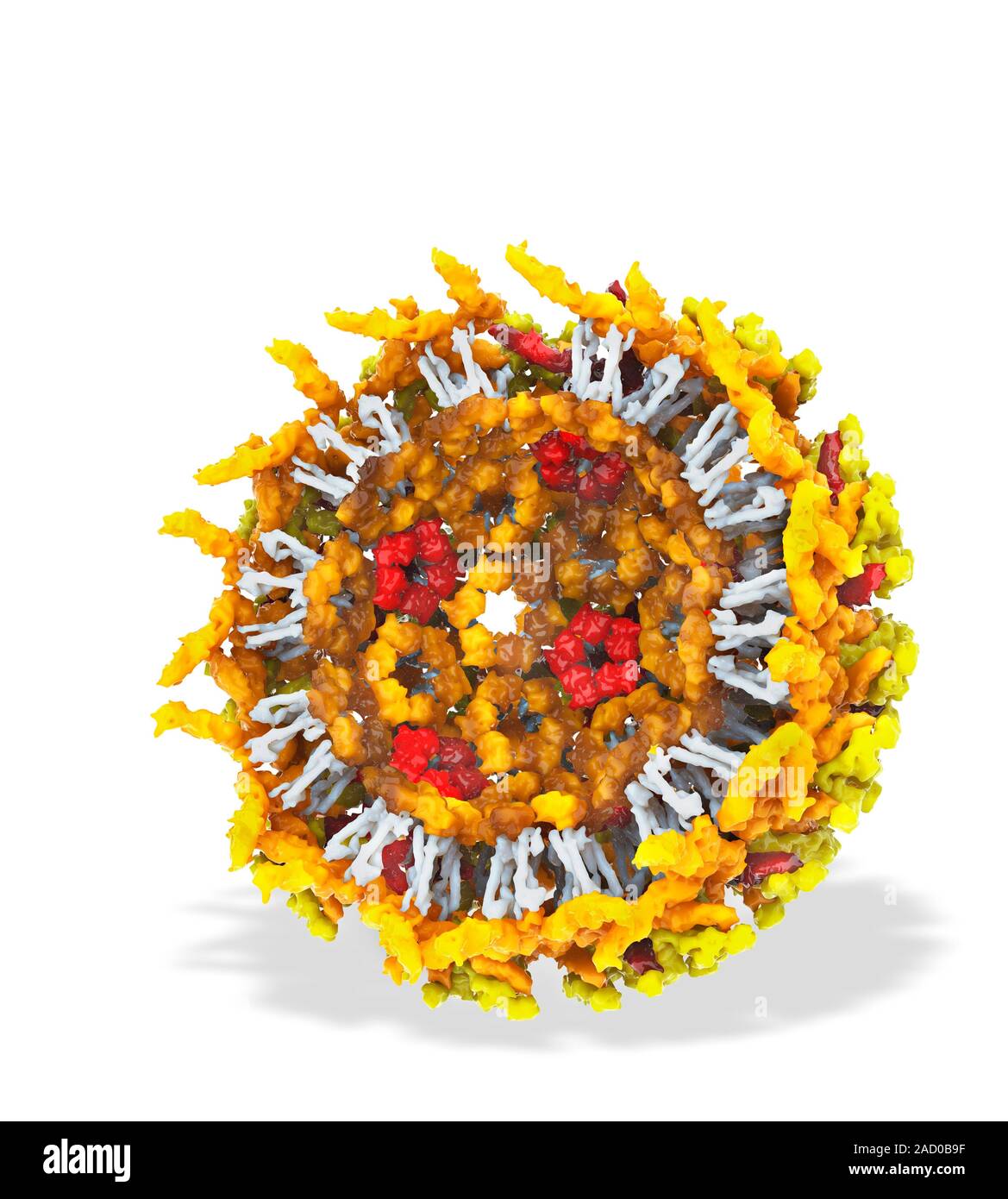 Chikungunya virus particle capsid, cutaway illustration. The ...