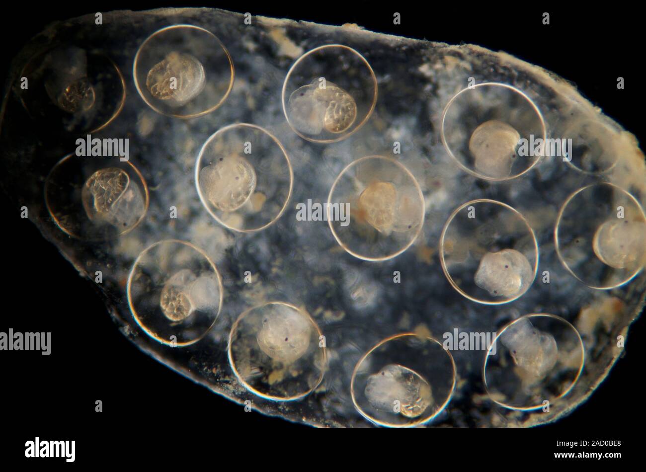 Galba truncatula egg mass. Fasciola hepatica is a parasite of sheep and ...