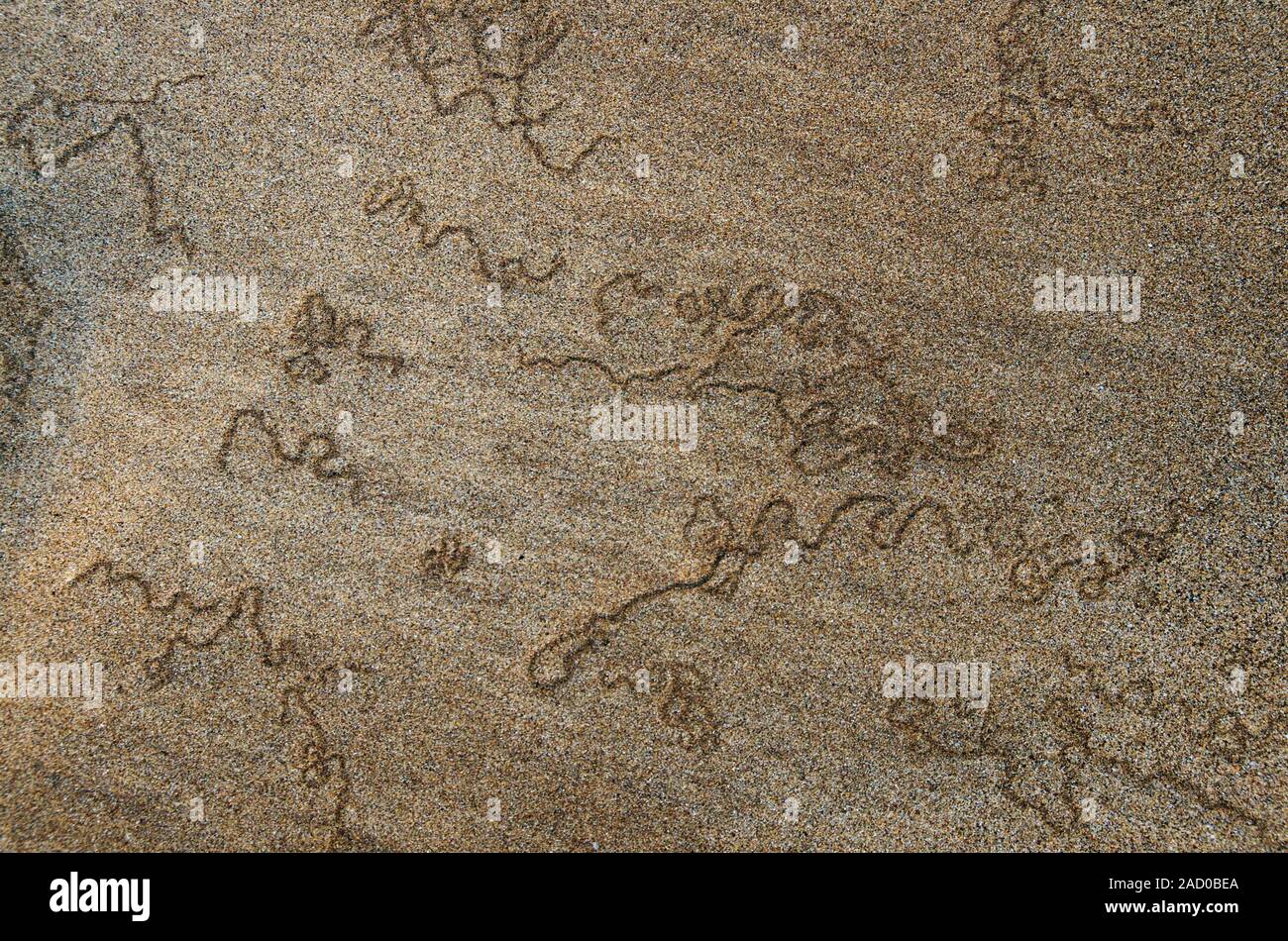 Modern day worm tracks on the beach at Freshwater East, Pembrokeshire ...