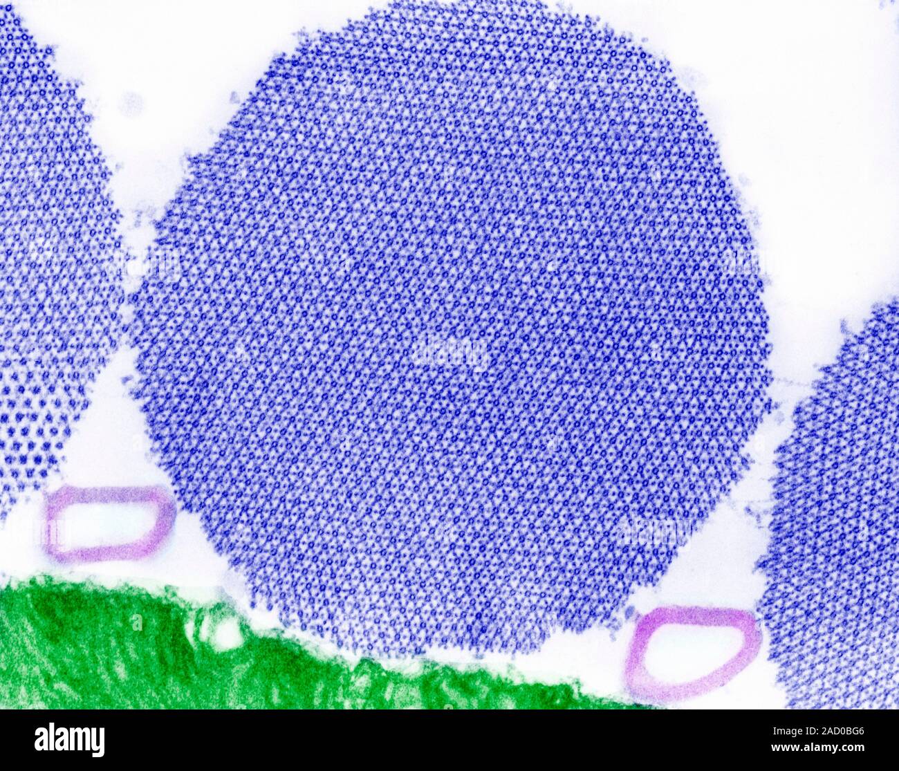 Myofibril muscle tissue, coloured transmission electron micrograph (TEM). This cross-section ...