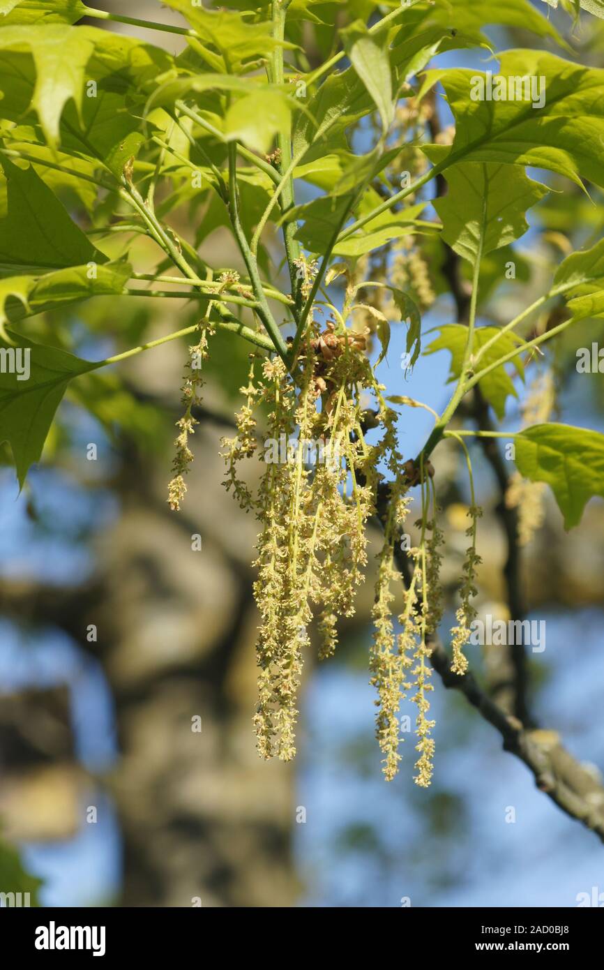 Quercus Rubra Flower