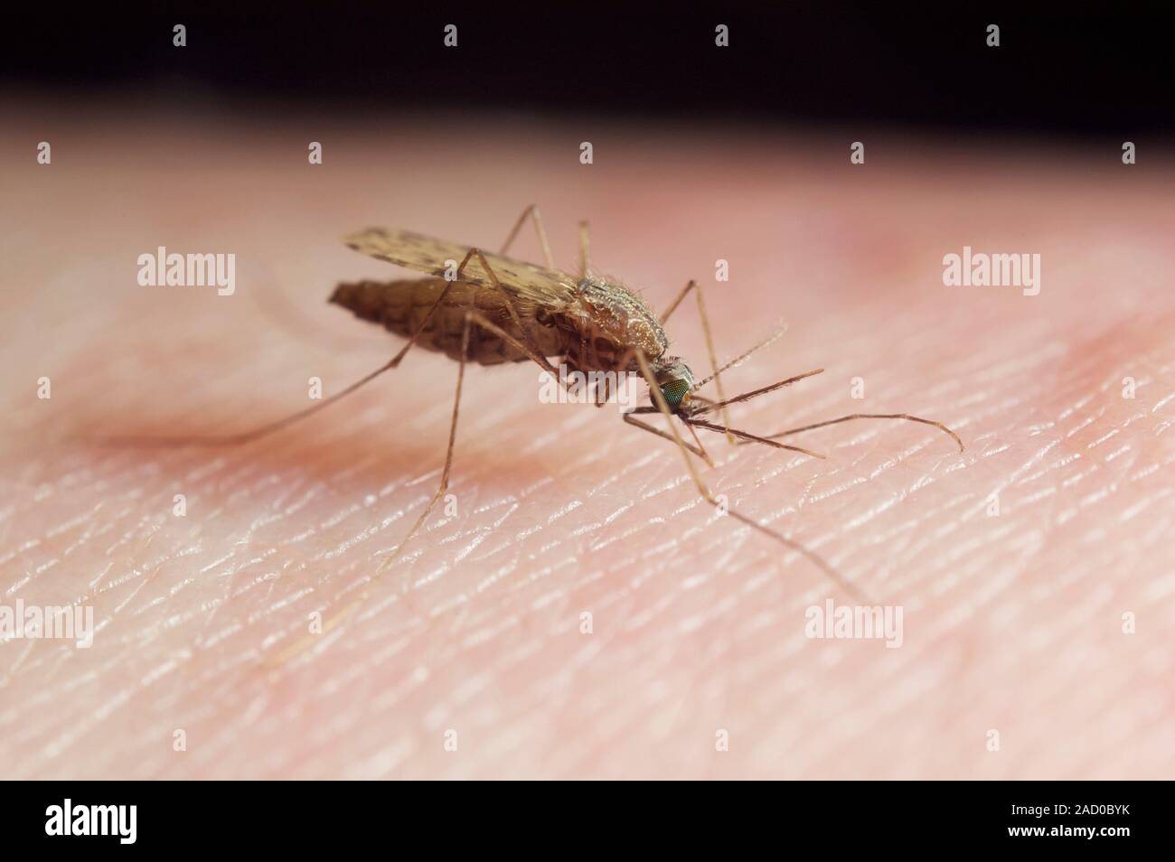 Anopheles gambiae female feeding on human blood. Anopheles gambiae is a ...
