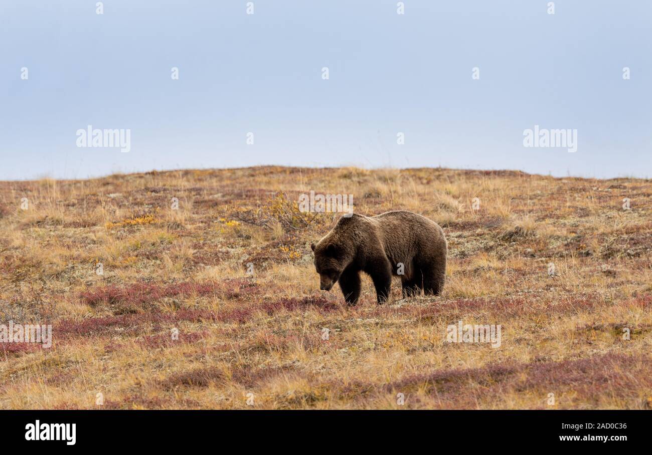 Grizzly Bear in Fall in Alaska Stock Photo - Alamy