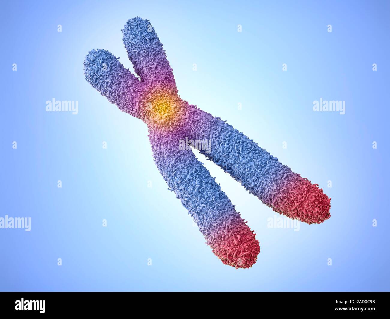 Chromosome. Computer illustration of a human chromosome. Chromosomes ...