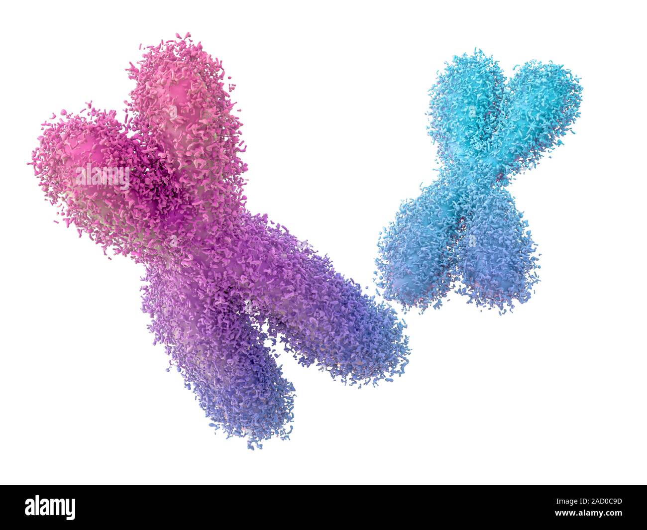 Chromosomes. Computer illustration of human chromosomes. Chromosomes ...