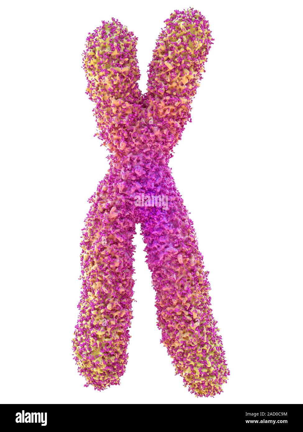 Chromosome. Computer illustration of a human chromosome. Chromosomes ...