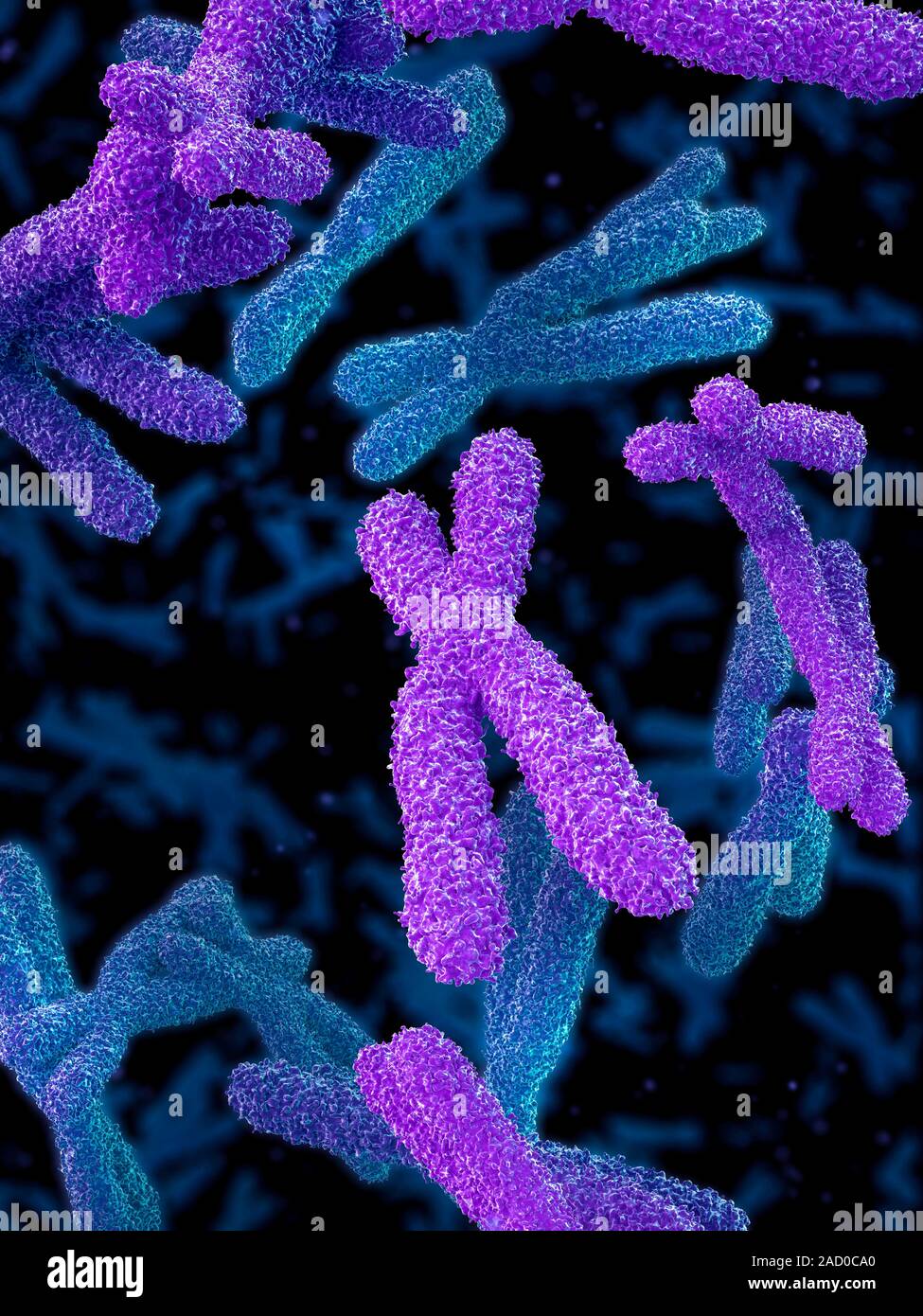 Chromosomes. Computer illustration of human chromosomes. Chromosomes ...