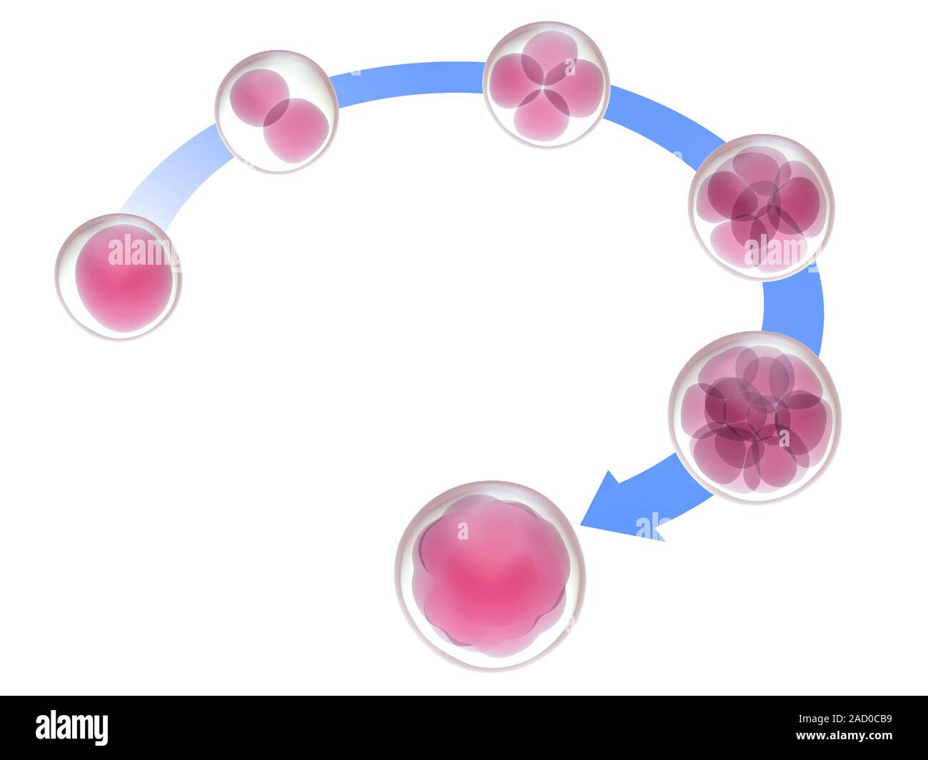 Fertilised egg cell dividing. Computer illustration showing the process ...