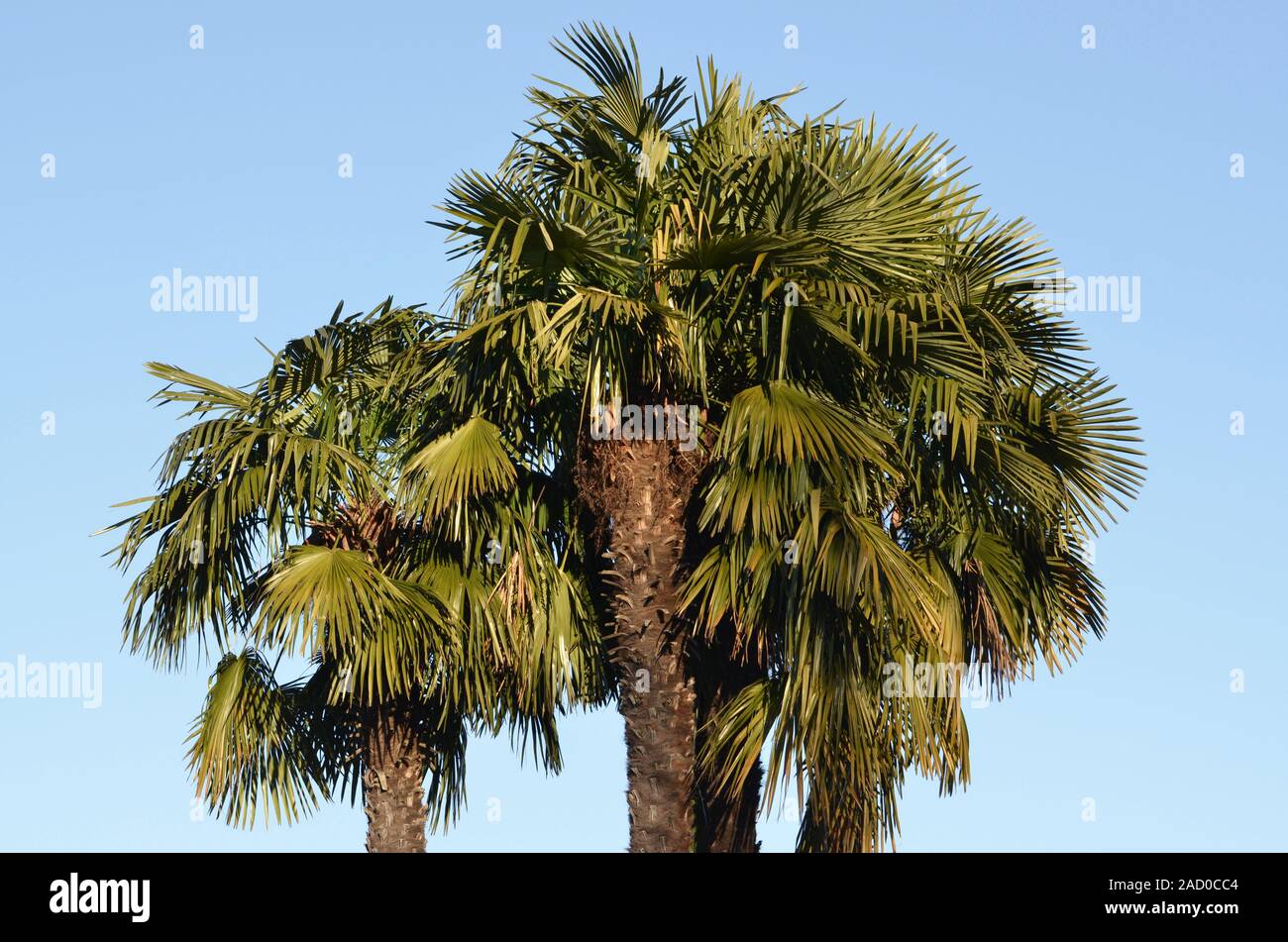 Swiss palm trees hi-res stock photography and images - Alamy