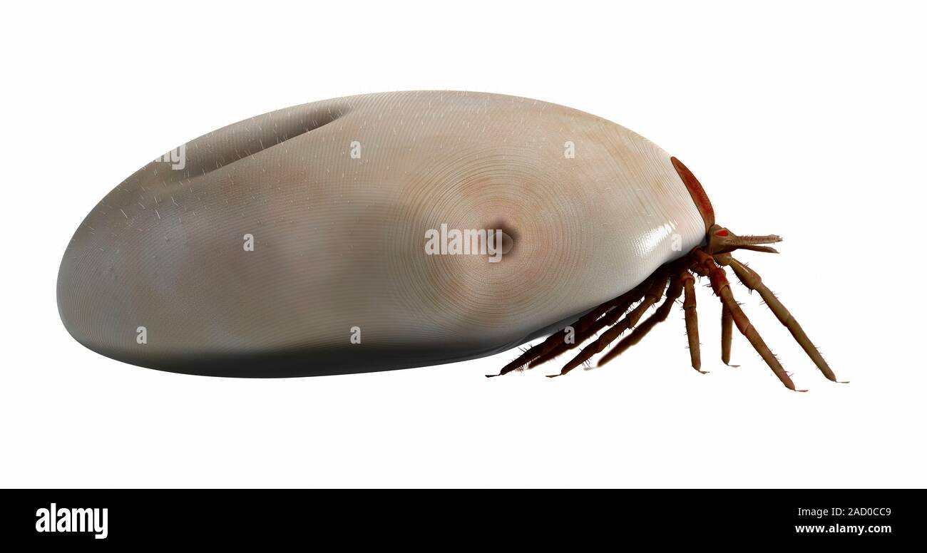 Tick, computer illustration. Ticks (superfamily Ixodoidea) are ...