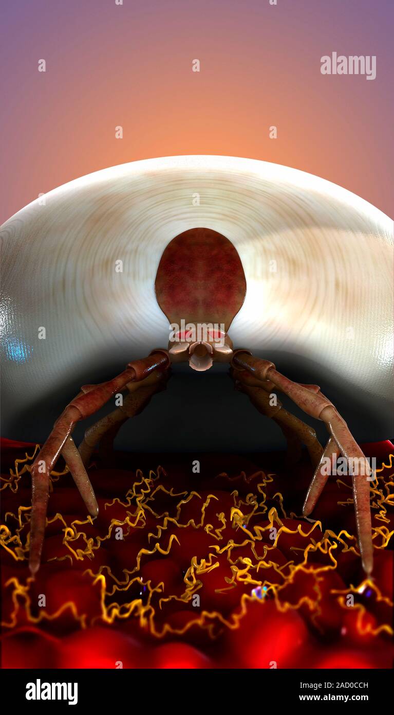 Tick carrying Lyme disease bacteria, conceptual image. Computer ...