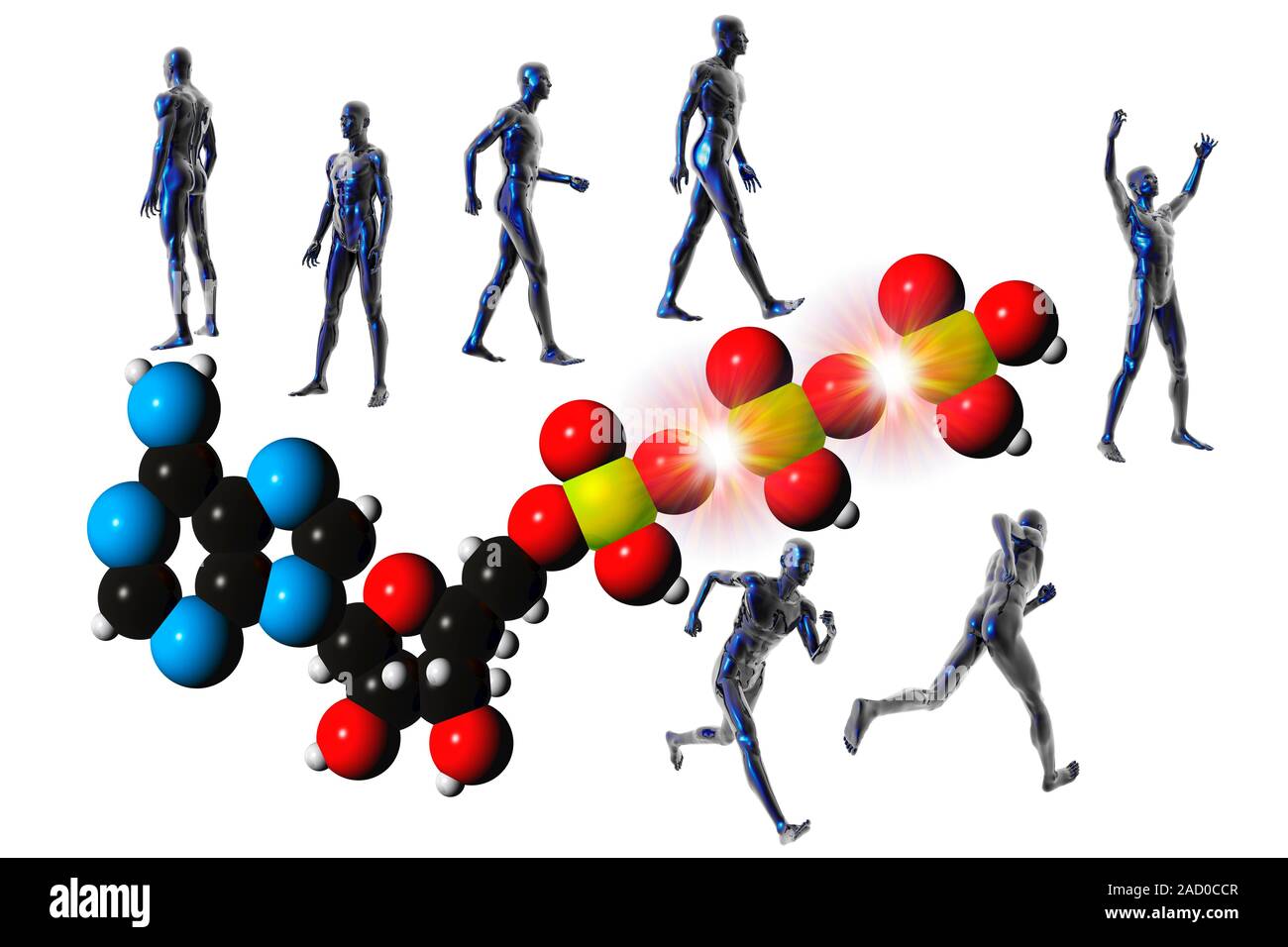 Adenosine Triphosphate Atp Molecular Model Showing High Energy Bonds
