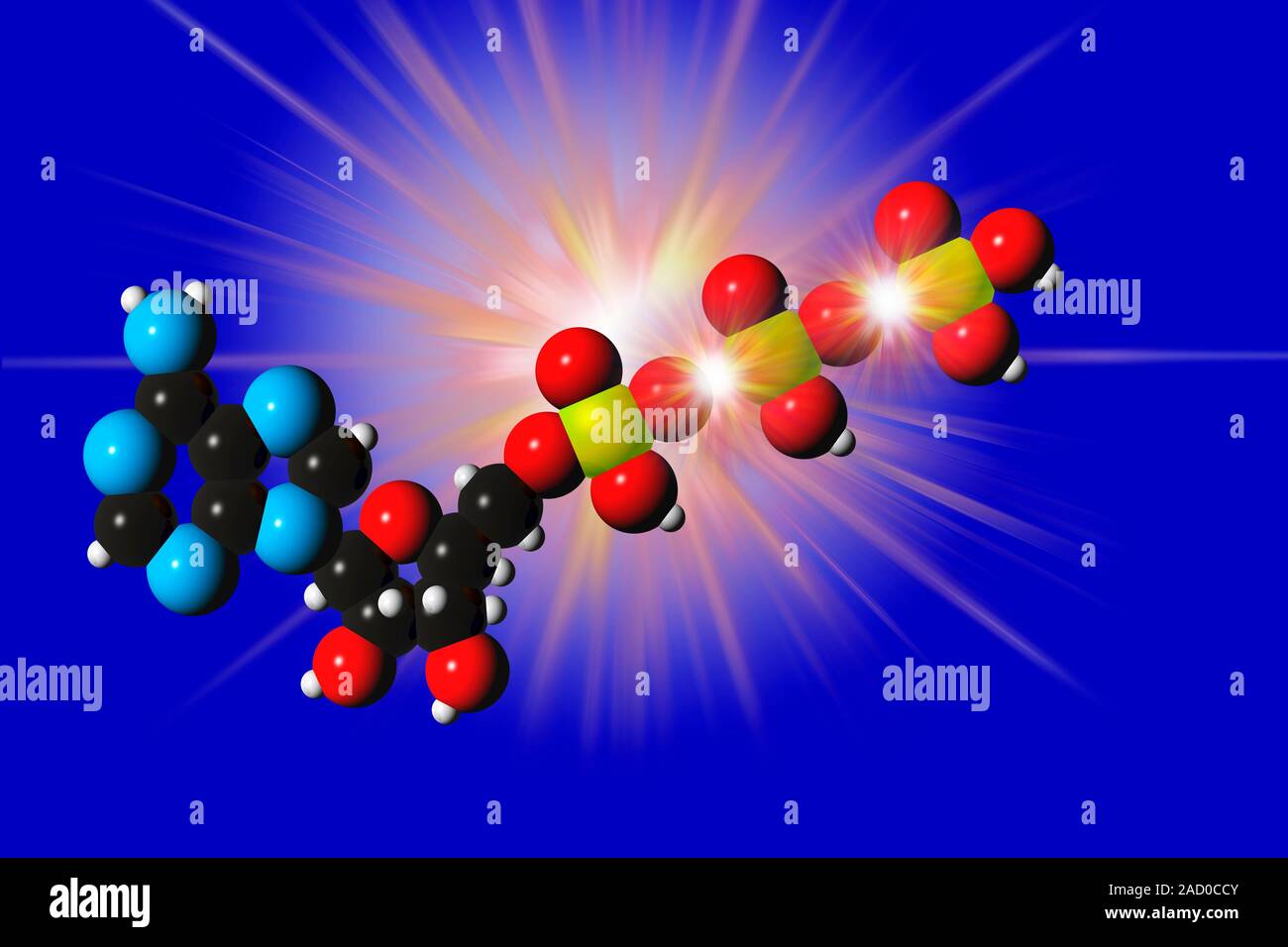 Adenosine Triphosphate Atp Molecular Model Showing High Energy Bonds