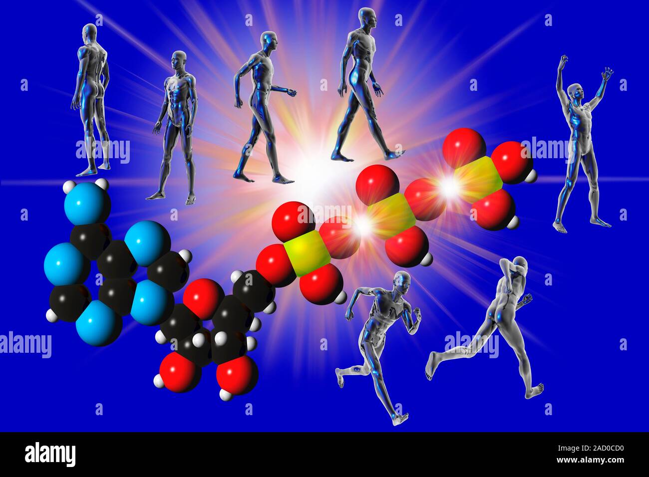 Adenosine triphosphate (ATP) molecular model showing high energy bonds ...