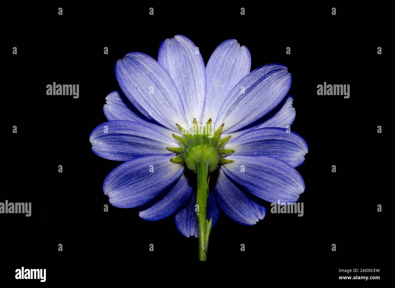 Flower close up backside view hi-res stock photography and images - Alamy