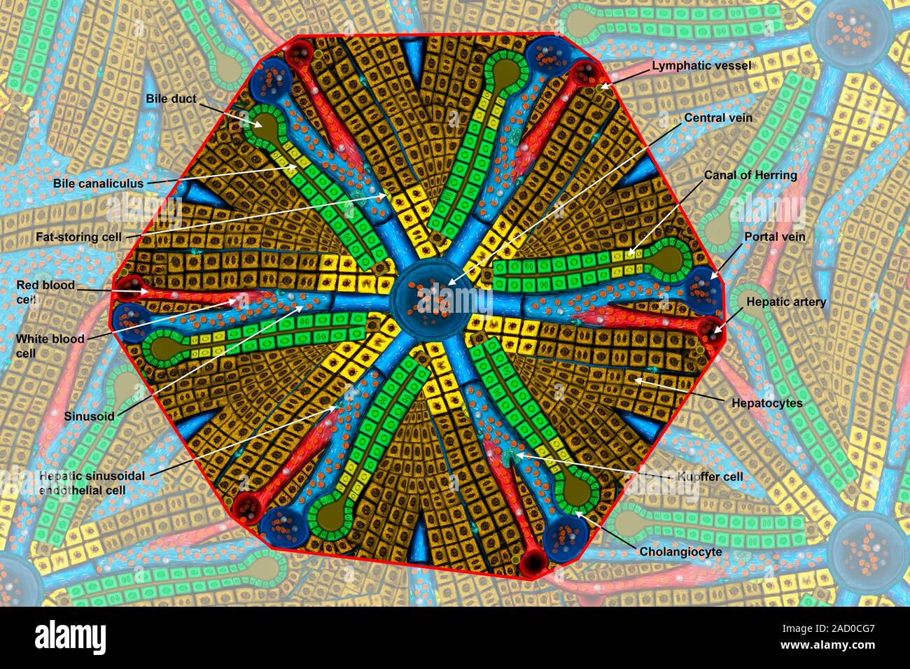 The liver is made up of thousands of hexagonal units called lobules. It ...