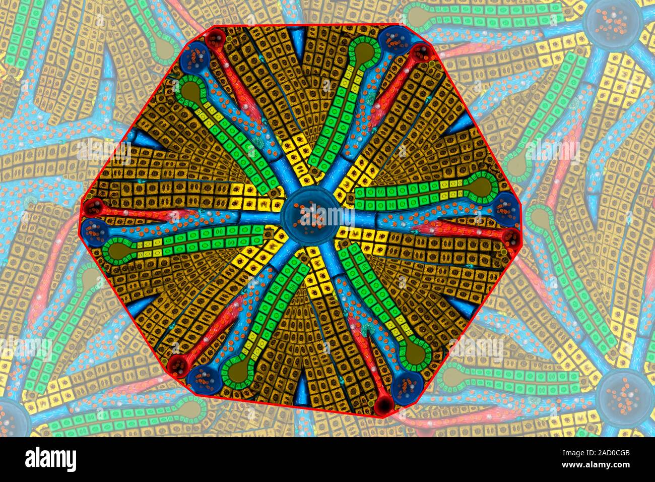 The liver is made up of thousands of hexagonal units called lobules. It ...