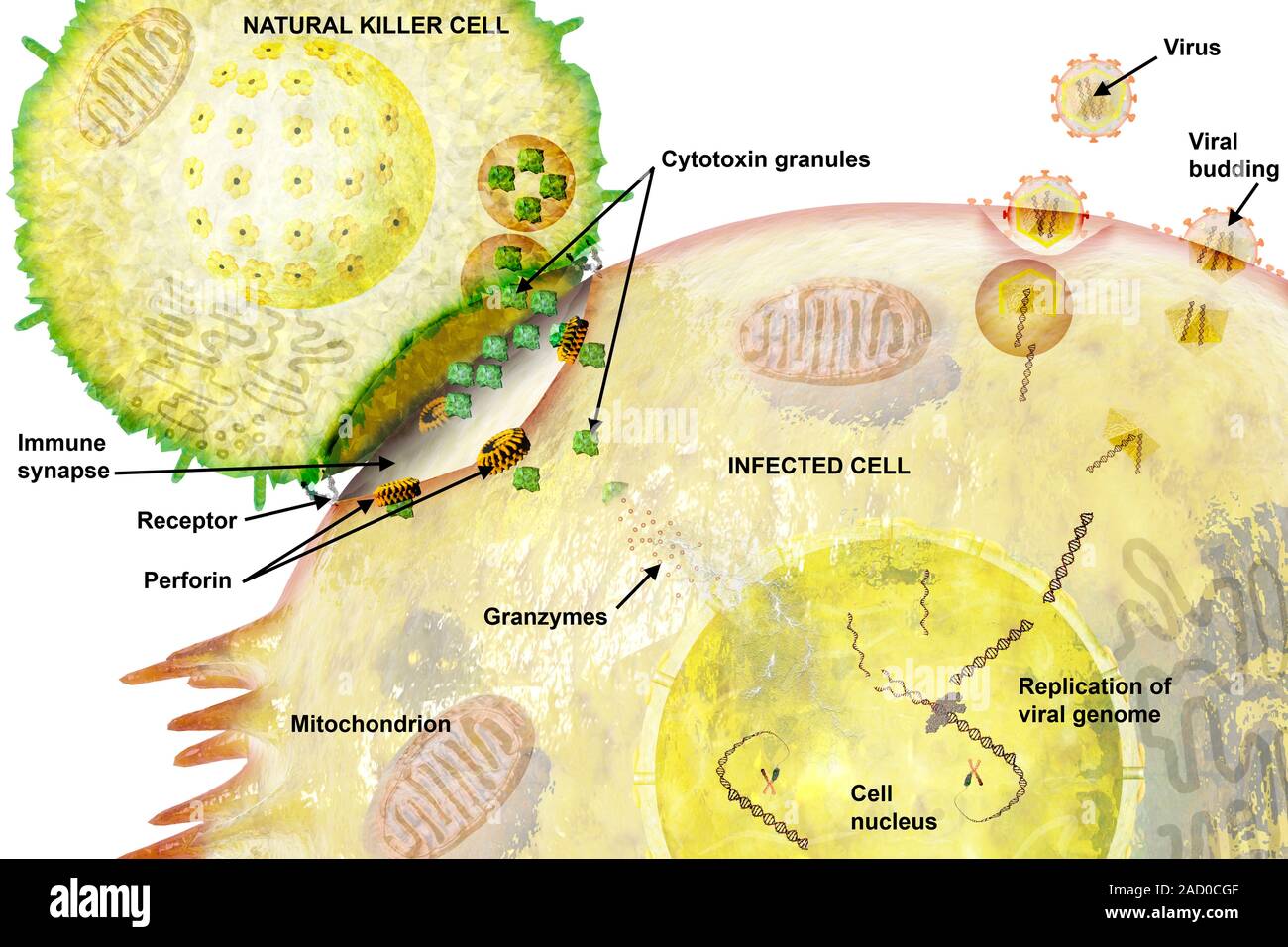 Natural killer (NK) cell attacking a cell infected by a virus (upper ...