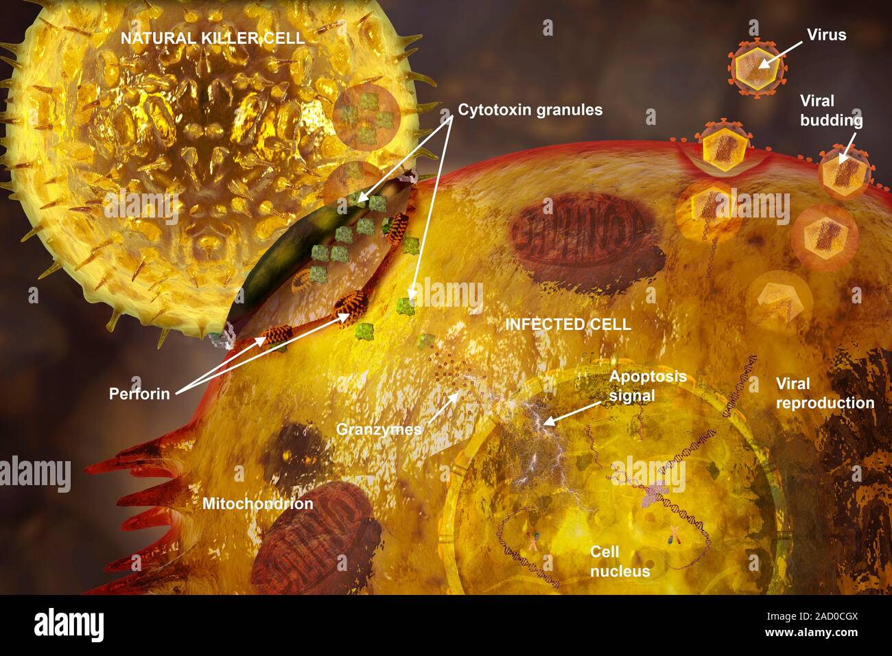 Natural killer (NK) cell attacking a cell infected by a virus (upper ...
