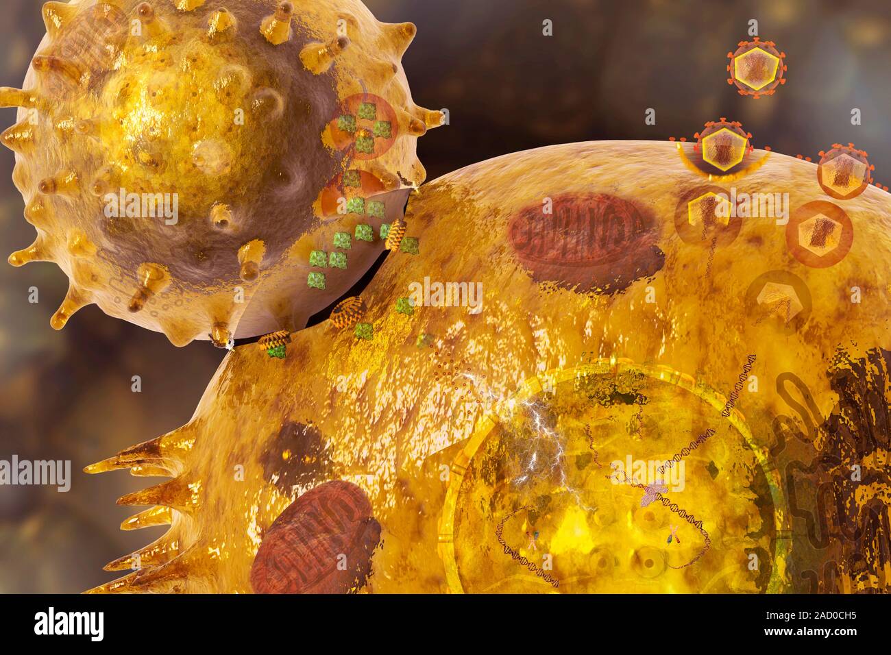 Lymphocyte attacking a cell infected by a virus (upper right ...