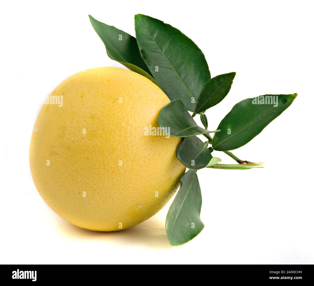Grapefruit isolated on white background Stock Photo - Alamy