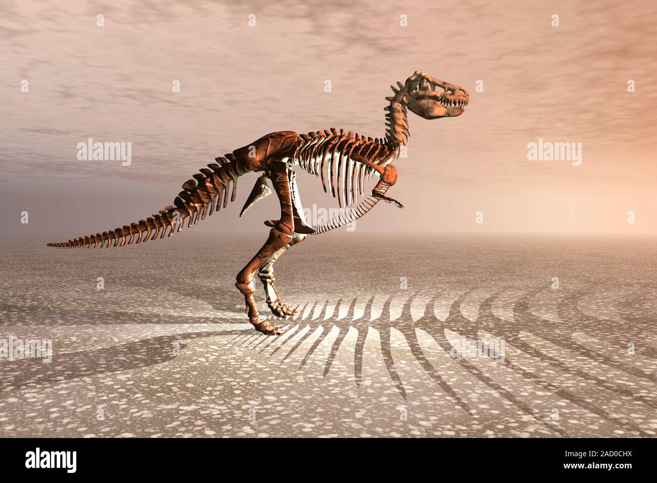 Skeleton of a tyrannosaurus rex dinosaur Stock Photo - Alamy
