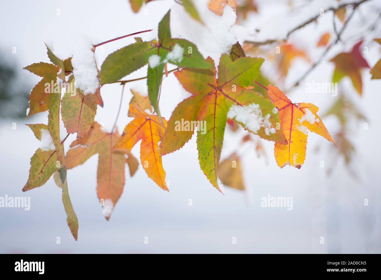 Autumn Leaves with Snow Stock Photo - Alamy