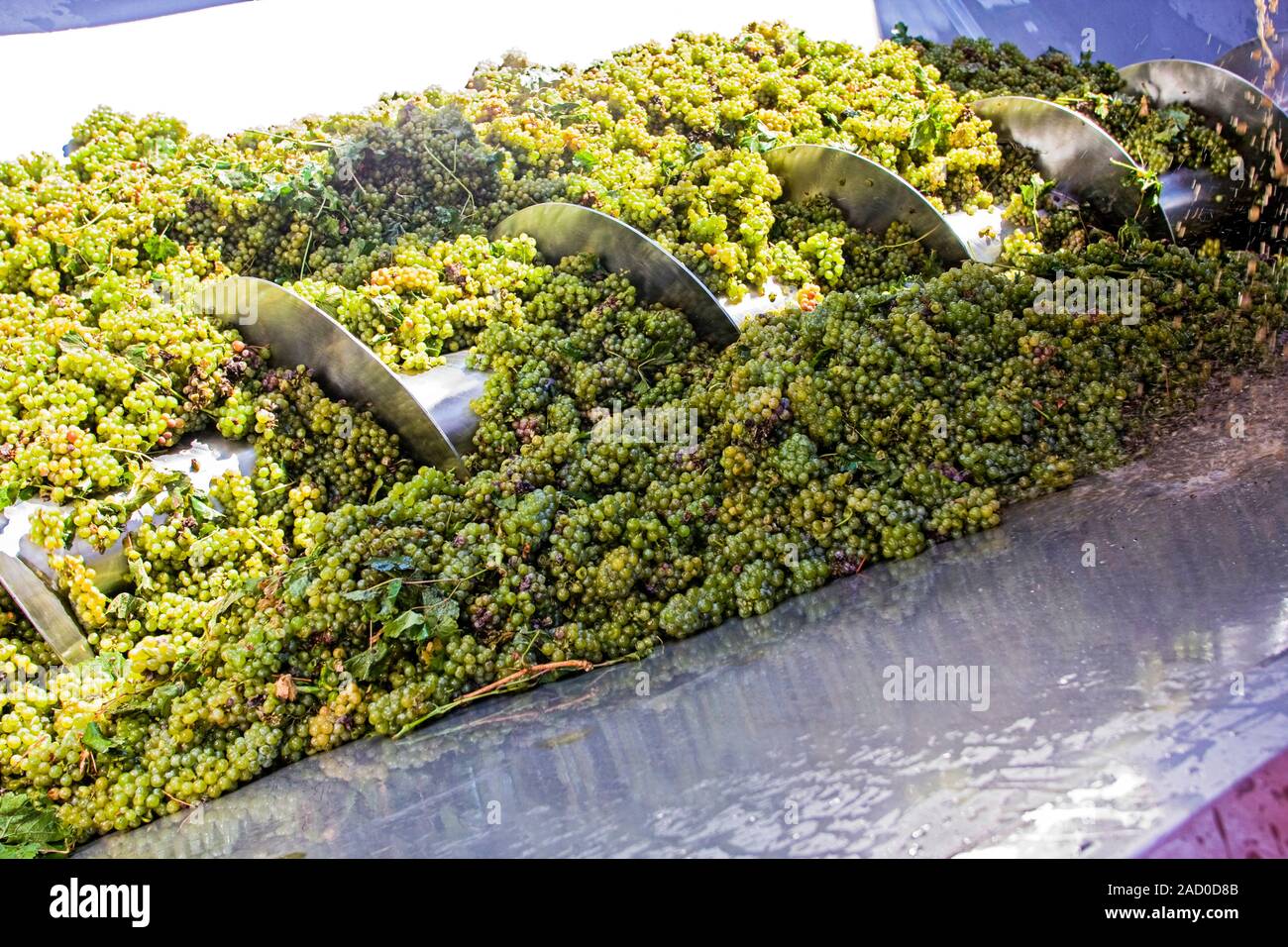 Wine industry grapes are being transported to the winery. Photographed ...