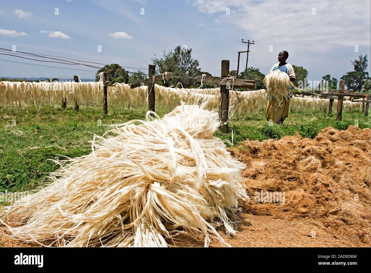 Sisal (Agave sisalana) drying. This fiber is used for the manufacturing ...