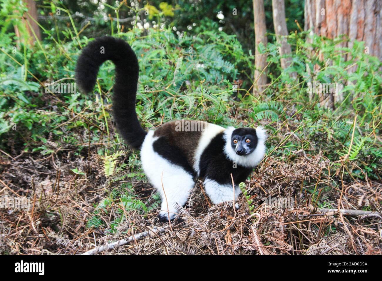 Africa, Madagascar, Sifaka close up Stock Photo - Alamy