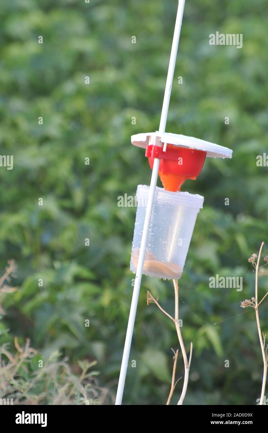 A pest trap in a cotton plantation. These types of environmentally ...