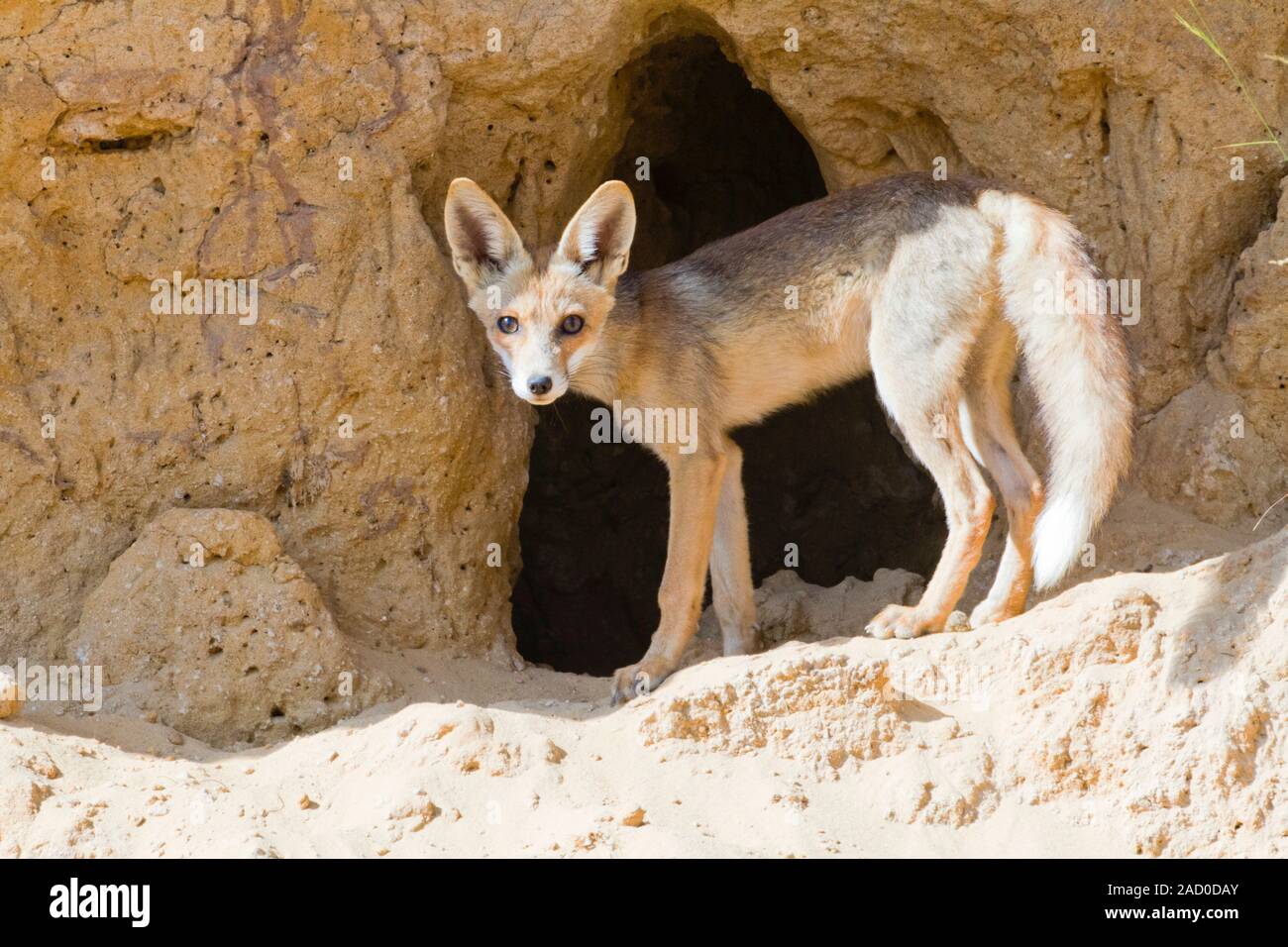 Red Fox (Vulpes vulpes). The Red Fox is the largest of the true foxes ...