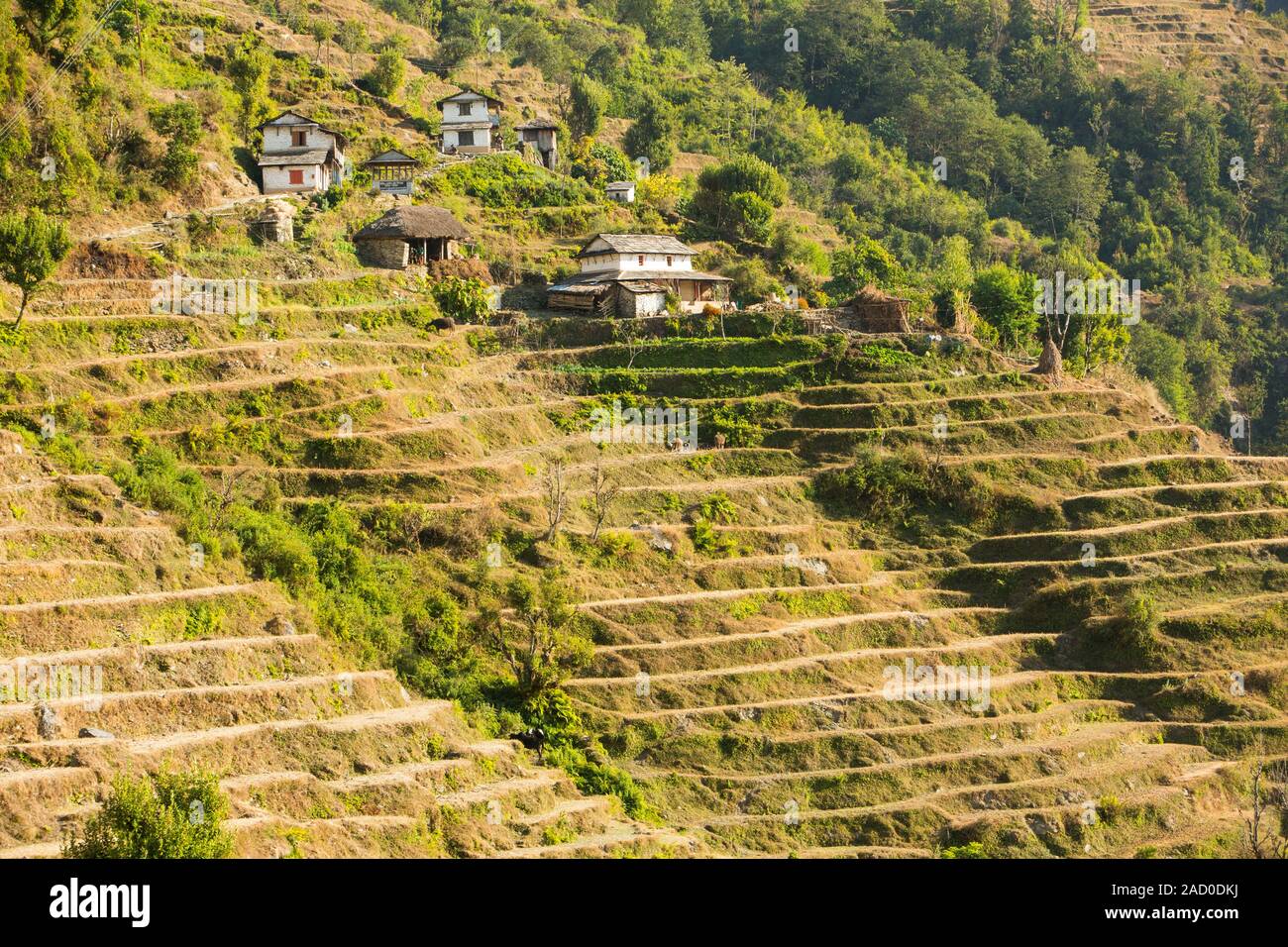 Subsistence farming in the Annapurna Himalayas in Nepal. The terracing ...