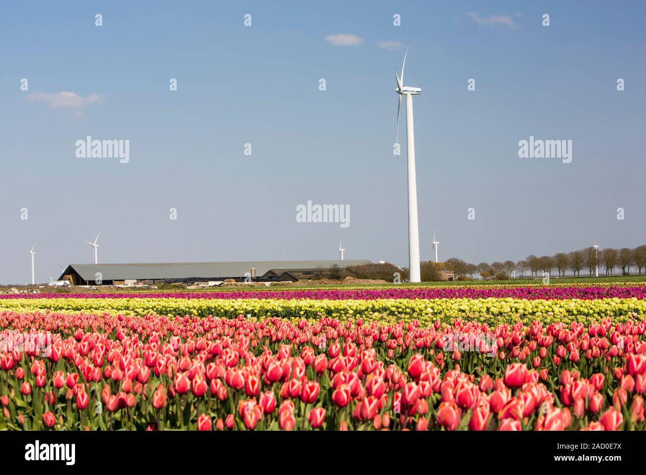 A modern take on the classic image of tulip fields and windmills, A ...