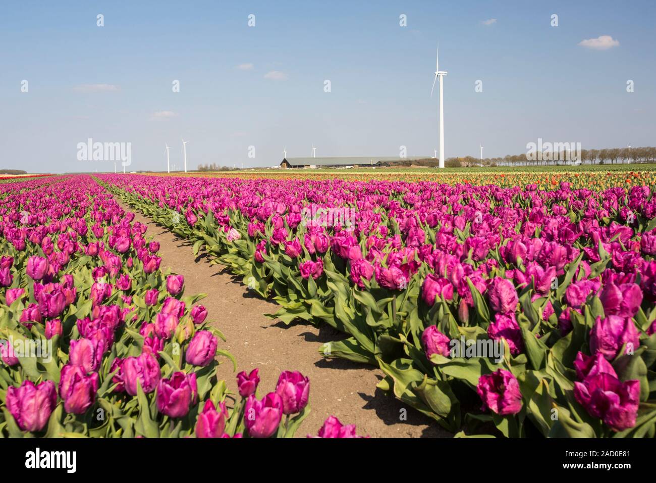 A modern take on the classic image of tulip fields and windmills, A ...