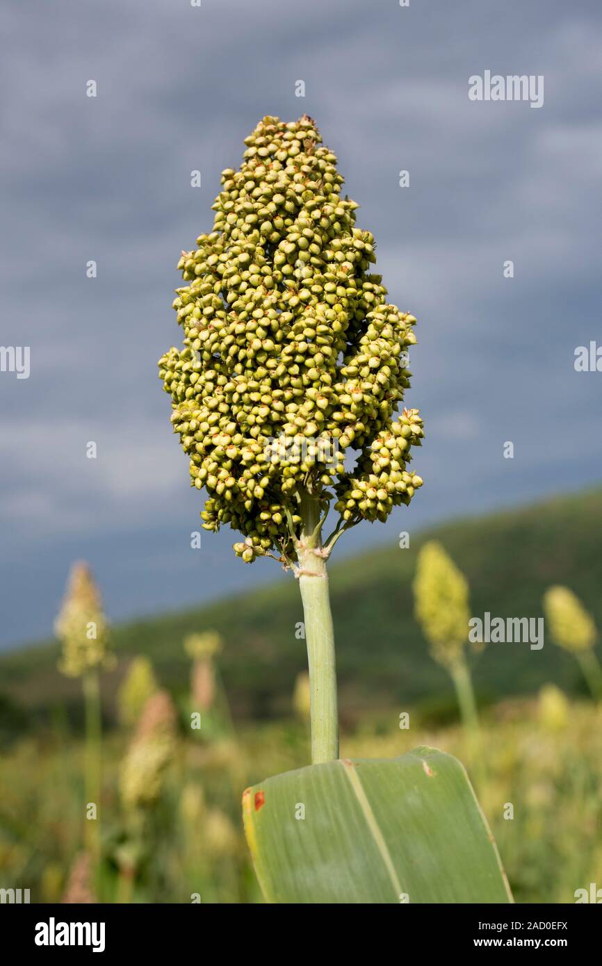 Sorghum is an important crop worldwide, which is used for fodder, grain ...