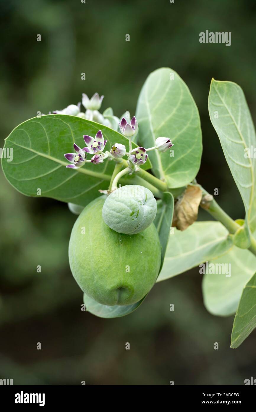 Calotropis procera is a species of flowering plant in the dogbane ...