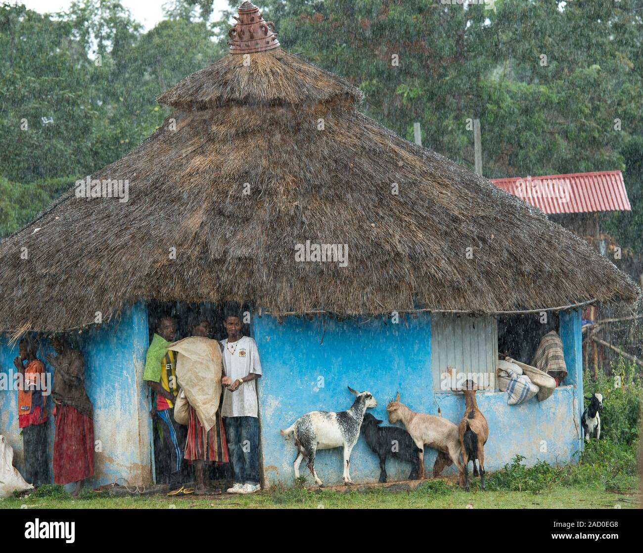 Local inhabitants and their goats take shelter during a downpour in Key ...